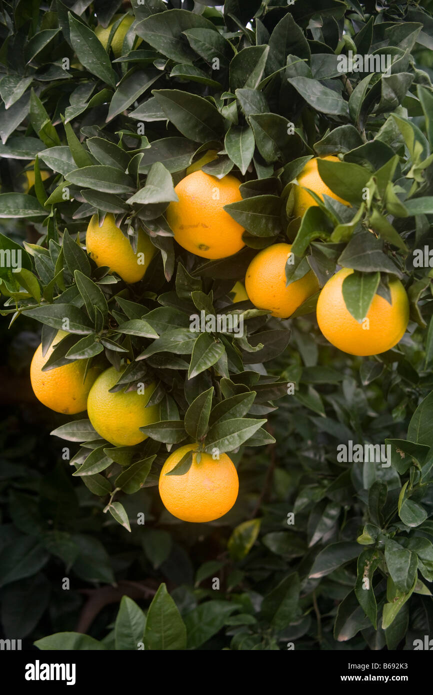 Oranges in the Costa Blanca Region of Spain Stock Photo - Alamy