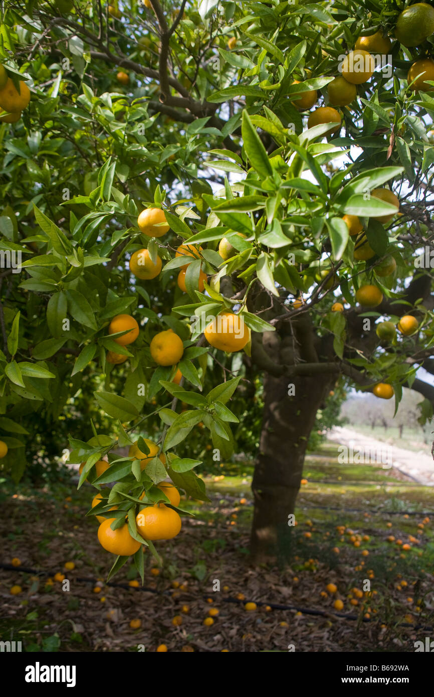 Oranges in the Costa Blanca Region of Spain Stock Photo - Alamy