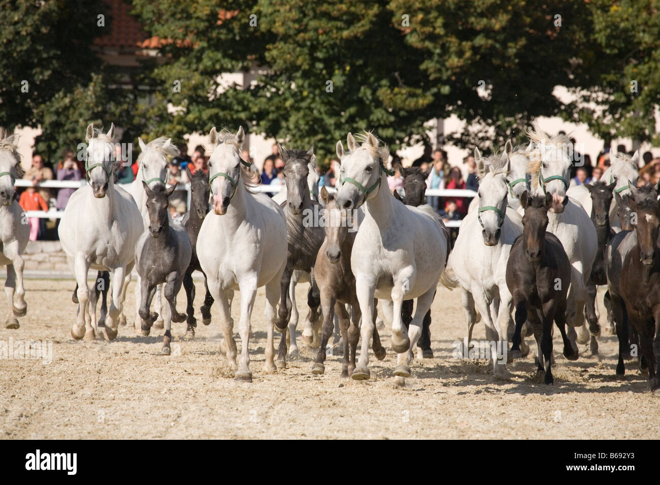 Lipizzaner performing horses hi-res stock photography and images - Alamy