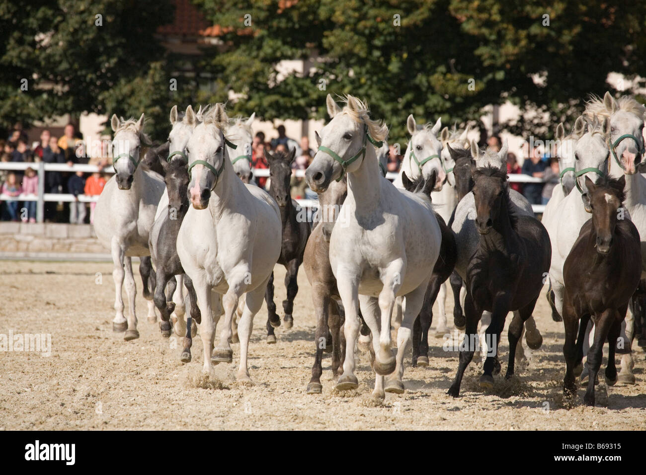 Lipizzaner performing horses hi-res stock photography and images - Alamy
