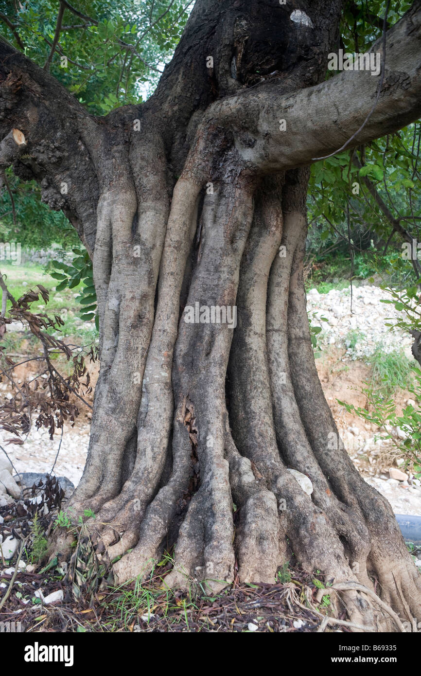 Mature almond tree hi-res stock photography and images - Alamy