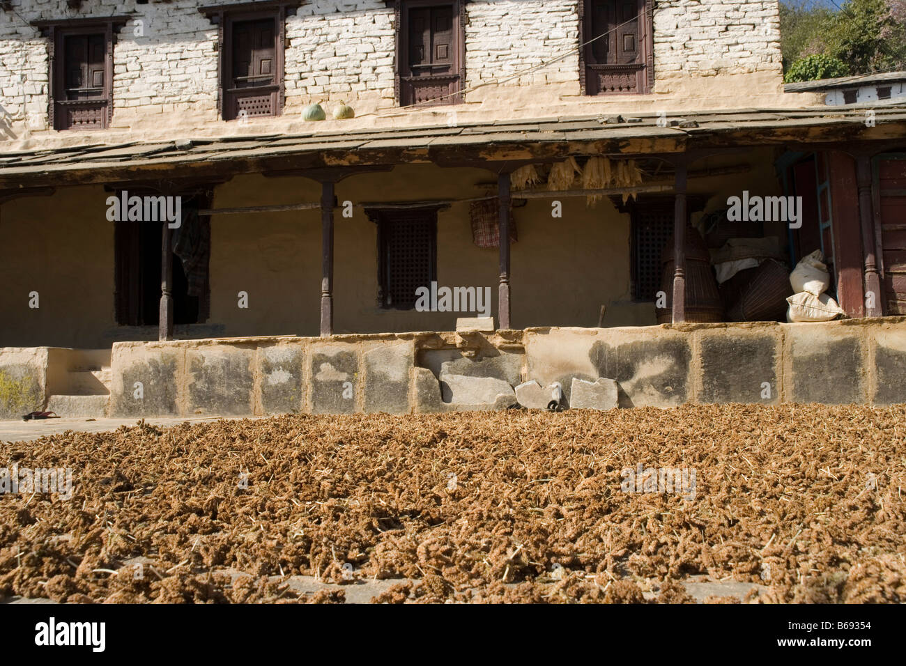 Millet drying in the sun in a farmhouse yard in Ghandruk village in the ...