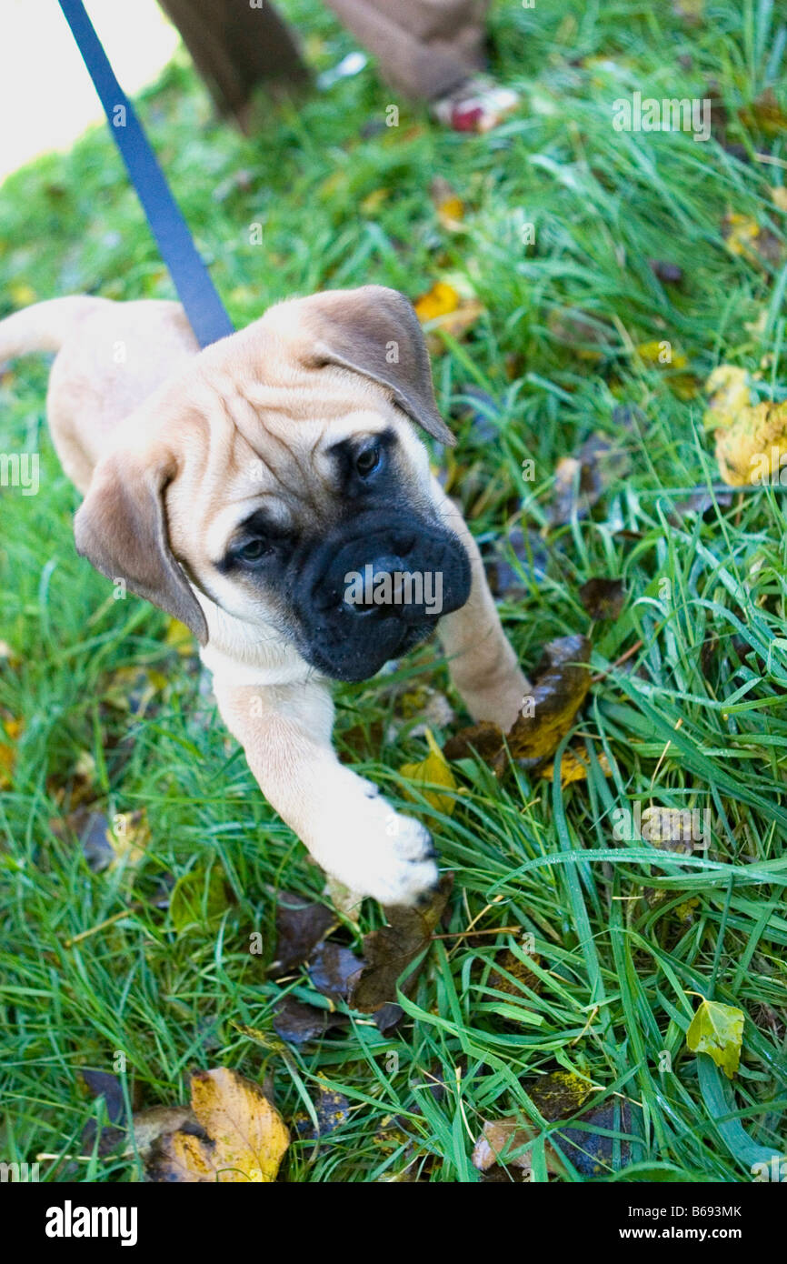 Puppy bullmastiff hi-res stock photography and images - Alamy