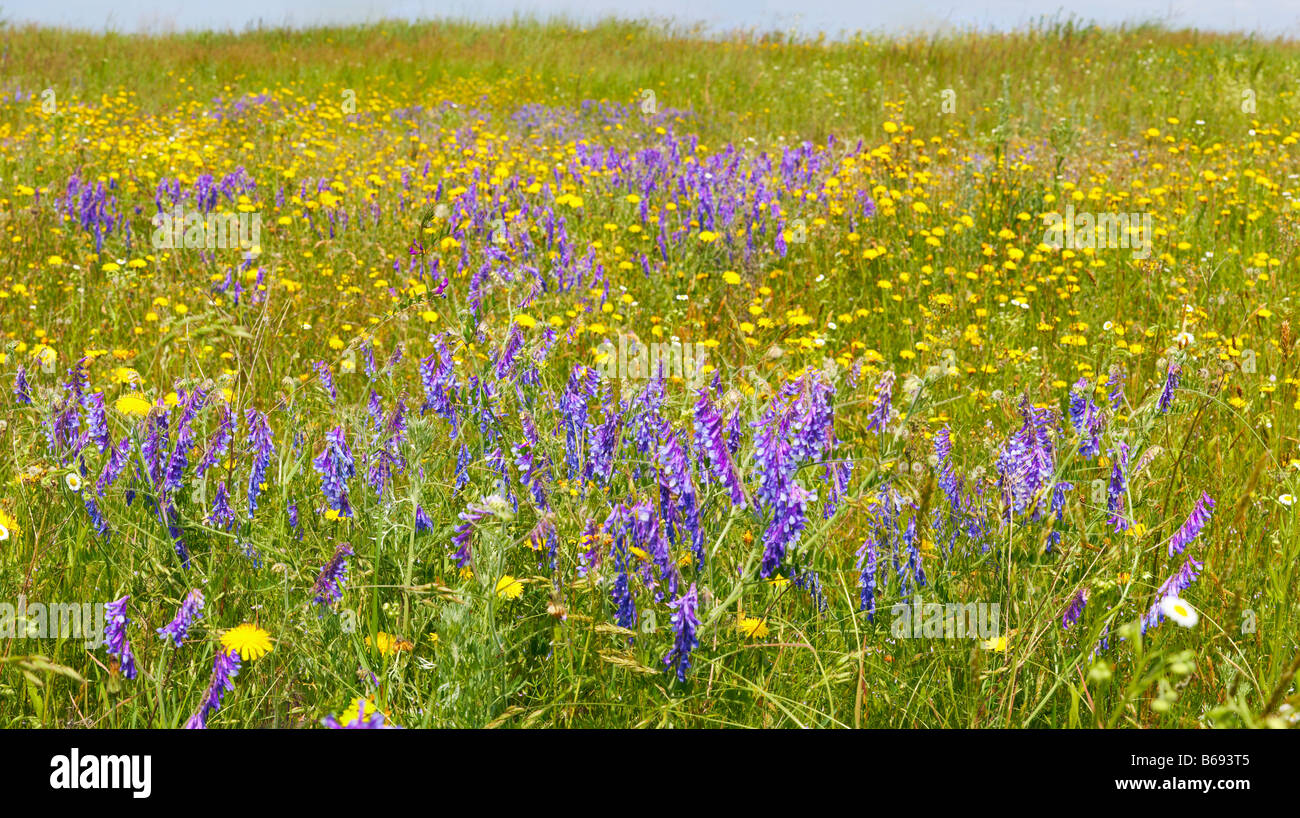 Summer meadow with blossoming wildflowers. Four shots composite picture ...
