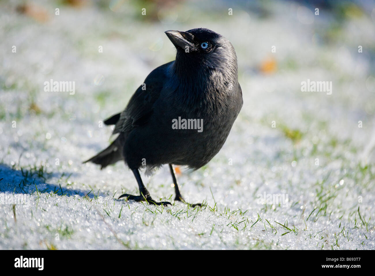 Jackdaw head feathers hi-res stock photography and images - Alamy