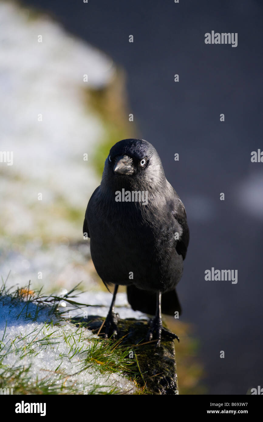 Jackdaw detail hi-res stock photography and images - Alamy