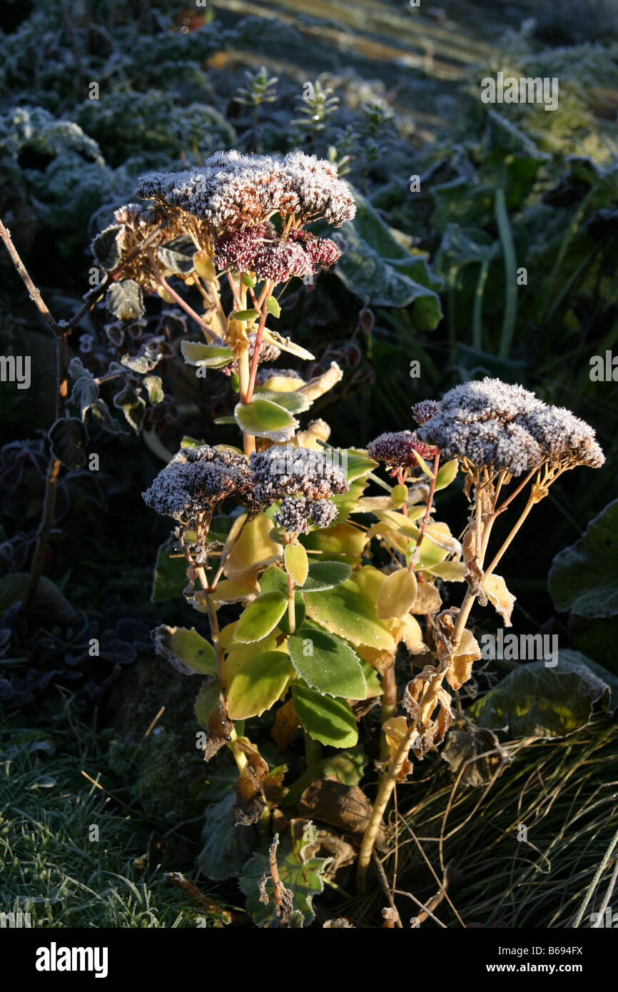 Ice plant sedum hi-res stock photography and images - Alamy