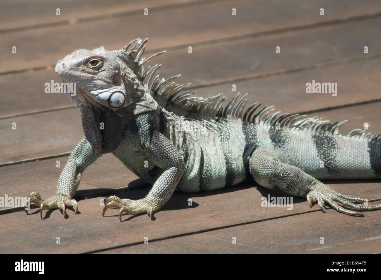 Common iguana hi-res stock photography and images - Alamy