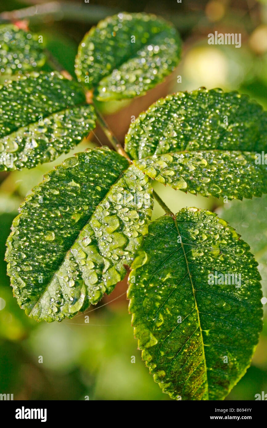 Rose leaf with droplets Stock Photo - Alamy