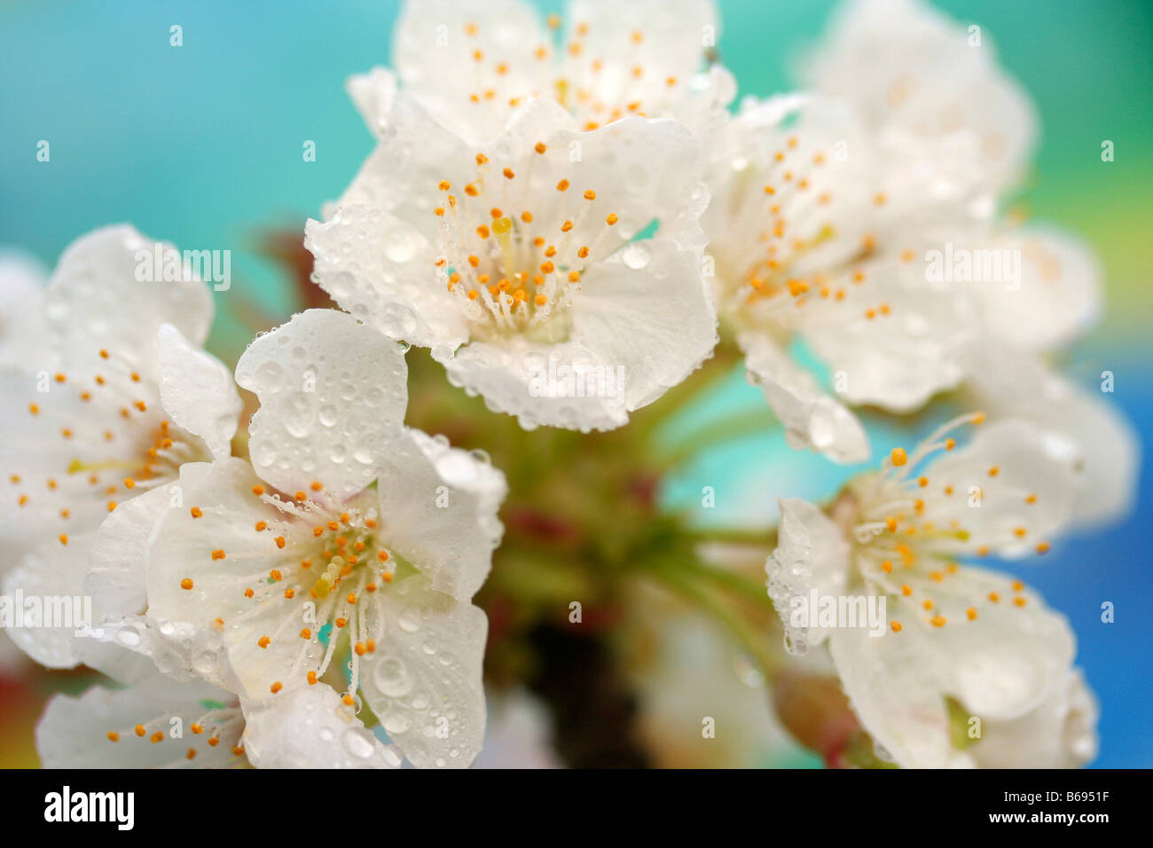 Cherry tree flowers with droplets Prunus avium Stock Photo - Alamy