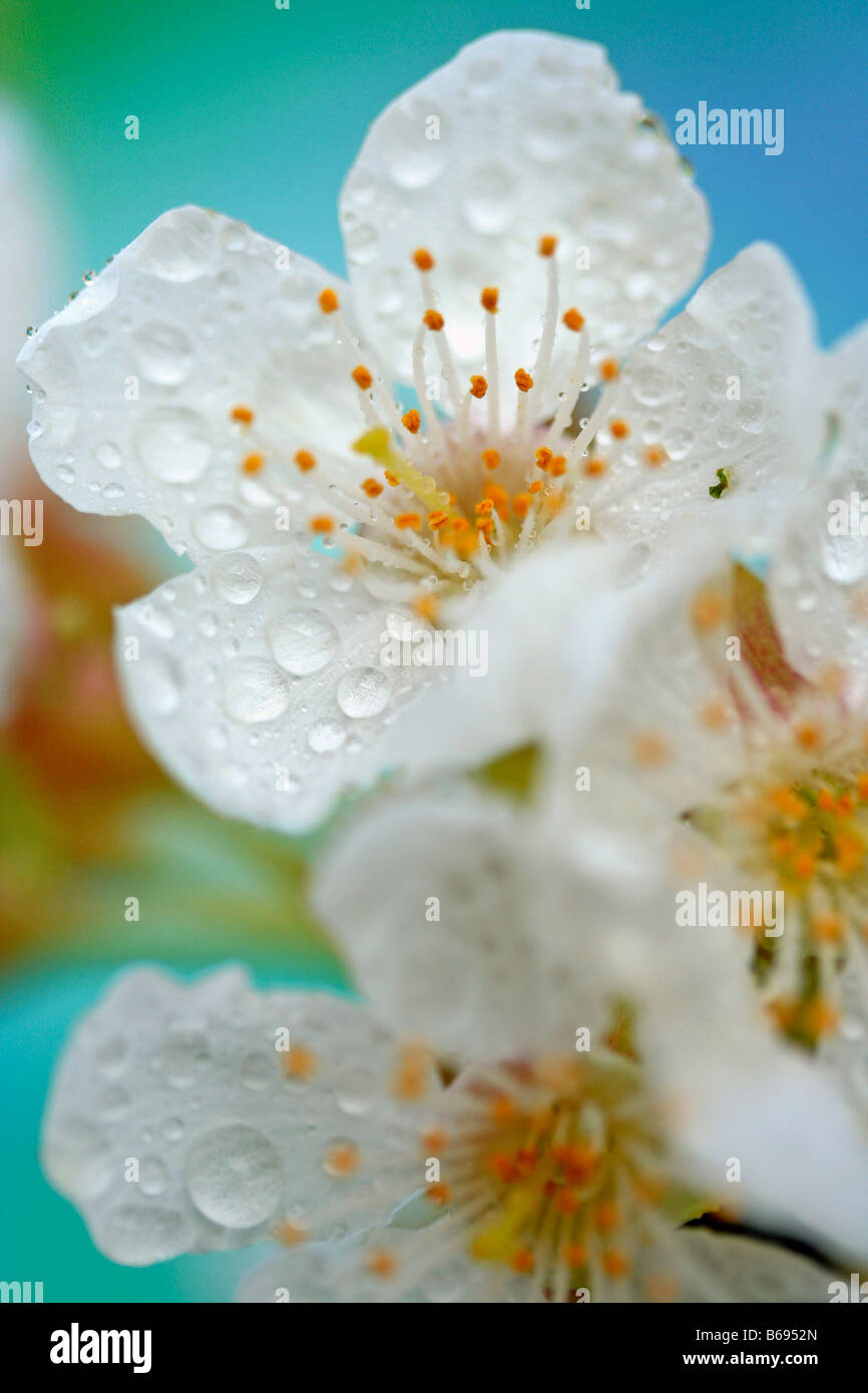 Cherry tree flowers with droplets Prunus avium or cerassus Stock Photo ...