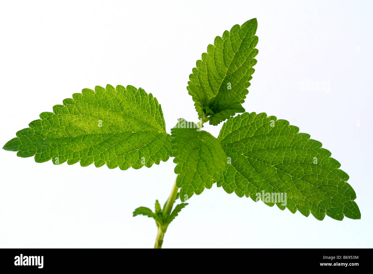 Lemon balm Melissa officinalis Stock Photo - Alamy