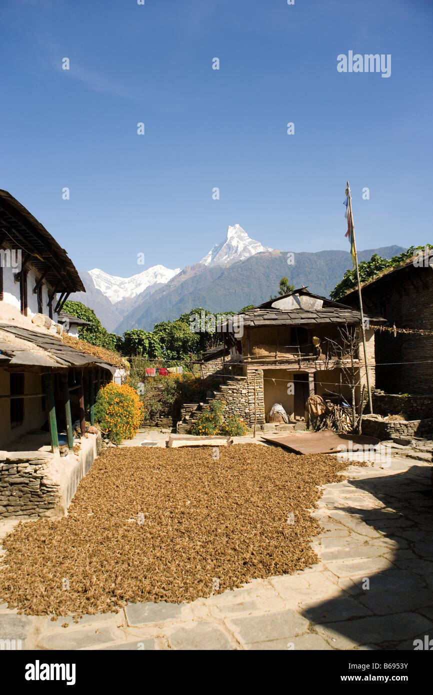 Fishtail Mountain and a farmhouse with millet drying in the sun in ...