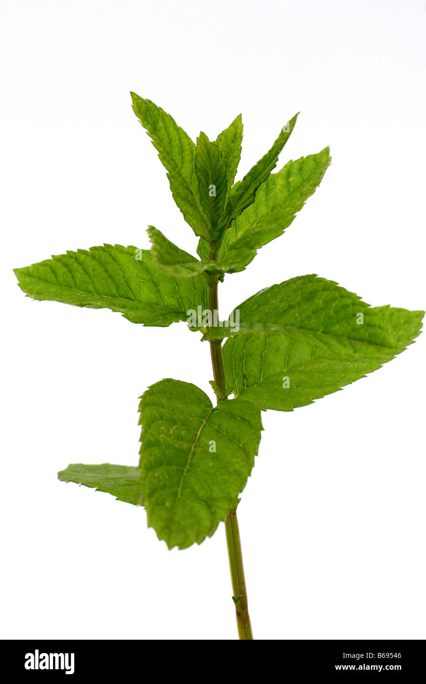 Mint field mentha sp hi-res stock photography and images - Alamy