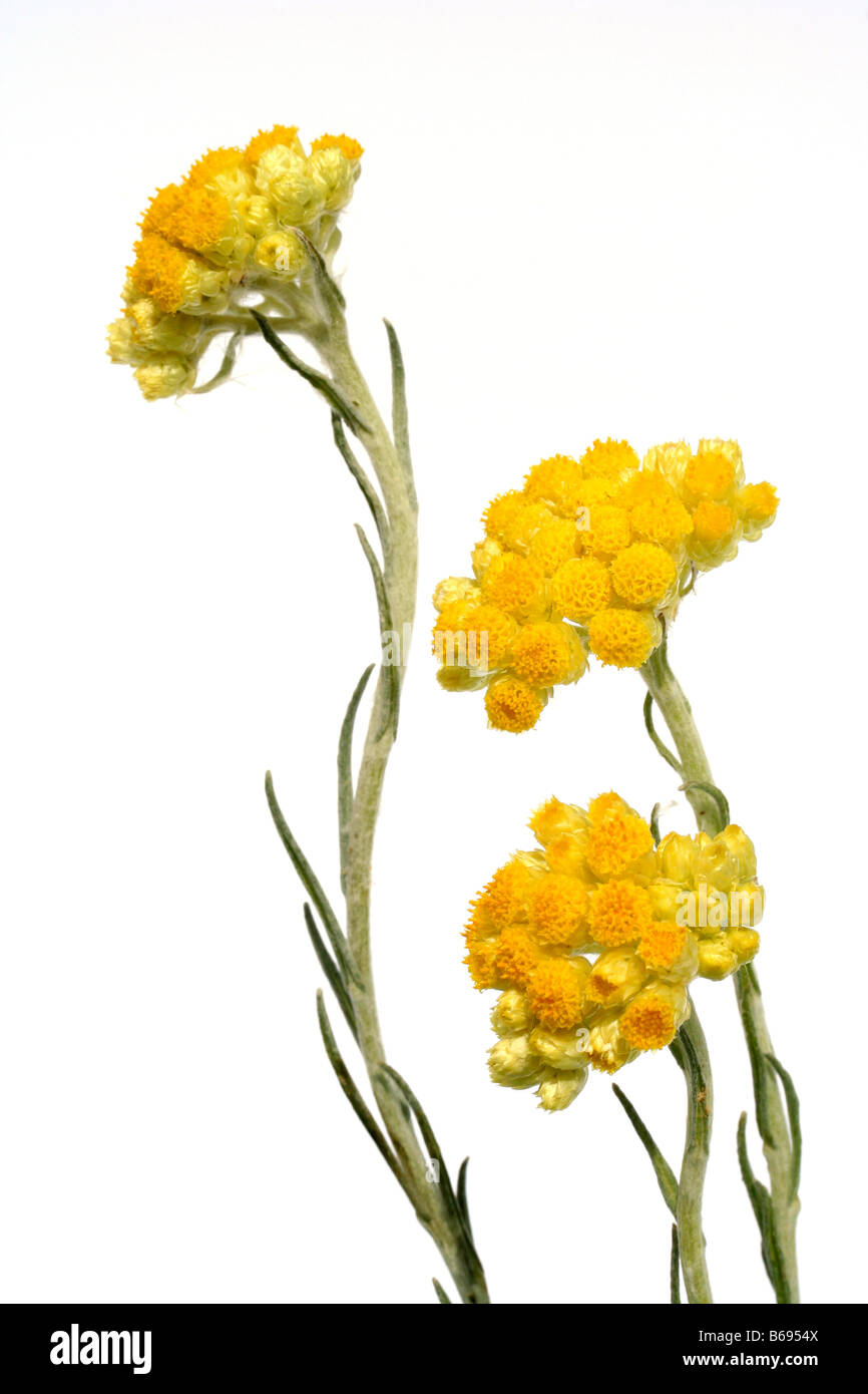 Curry plant Helychrissum italicum Stock Photo - Alamy