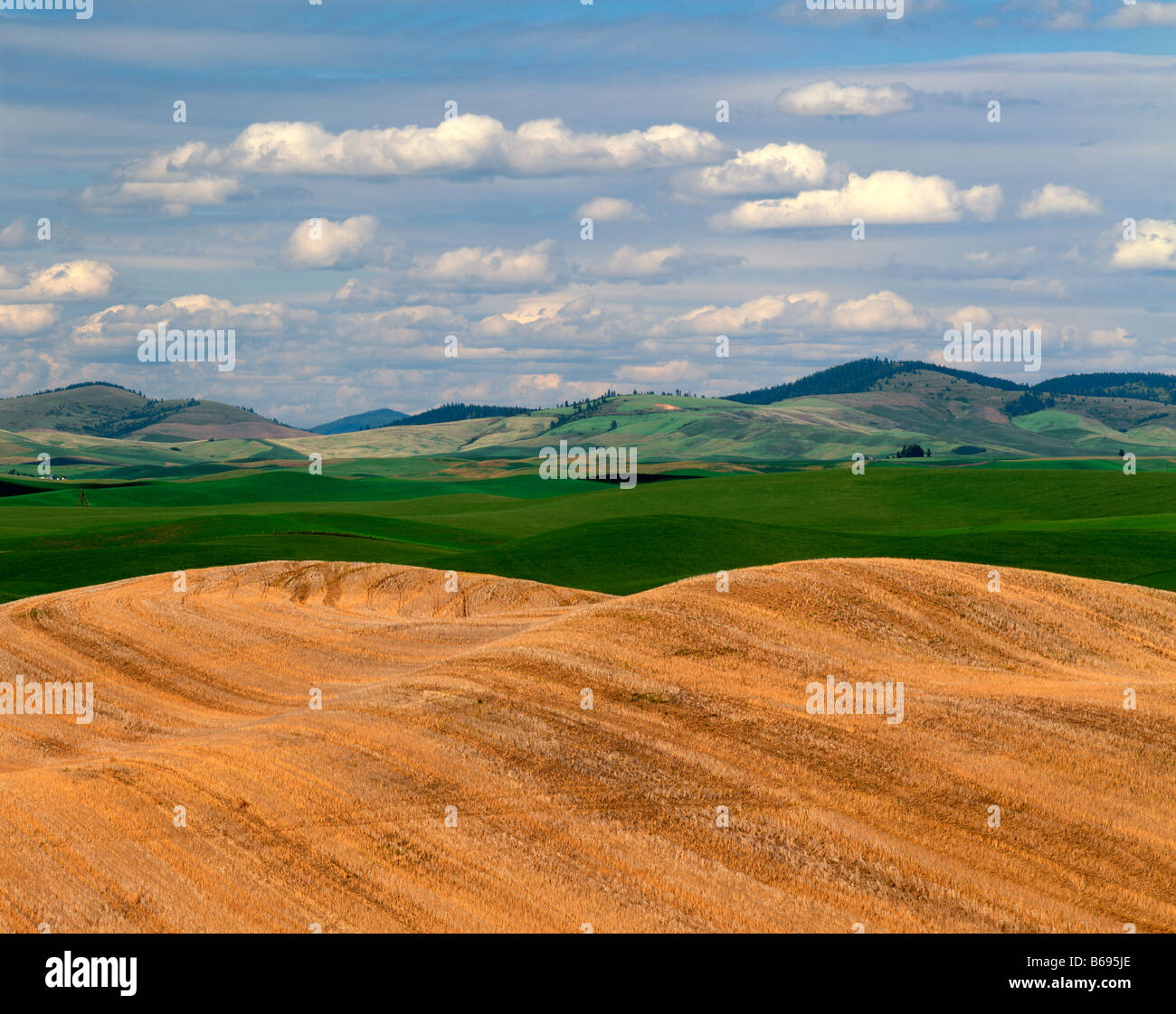 WASHINGTON - Farm fields in the fertile Palouse area of Eastern ...