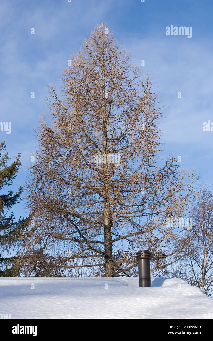 snow covered rooftop with chimney and larch tree Stock Photo - Alamy
