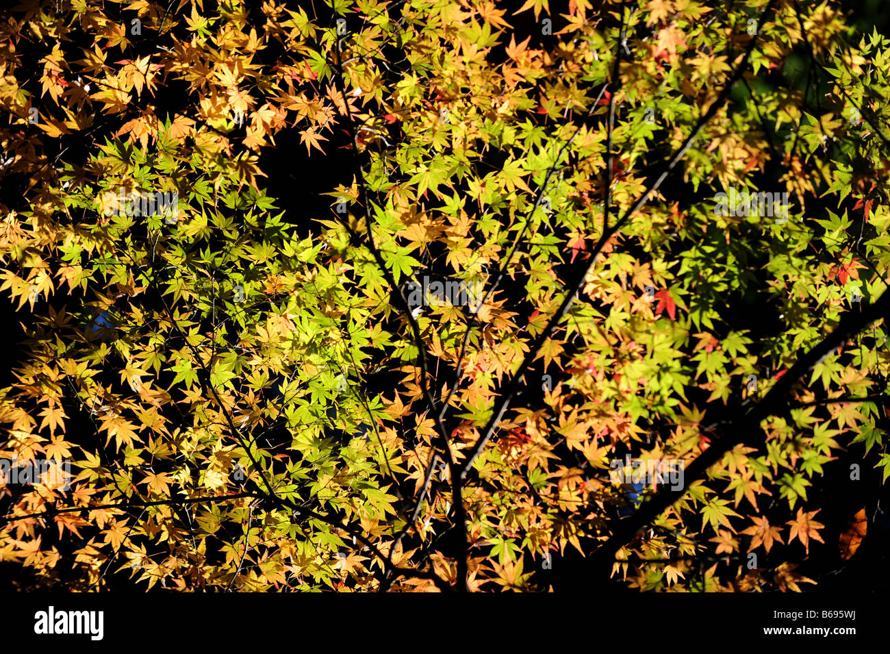 Yoyogi park autumn leaves hi-res stock photography and images - Alamy