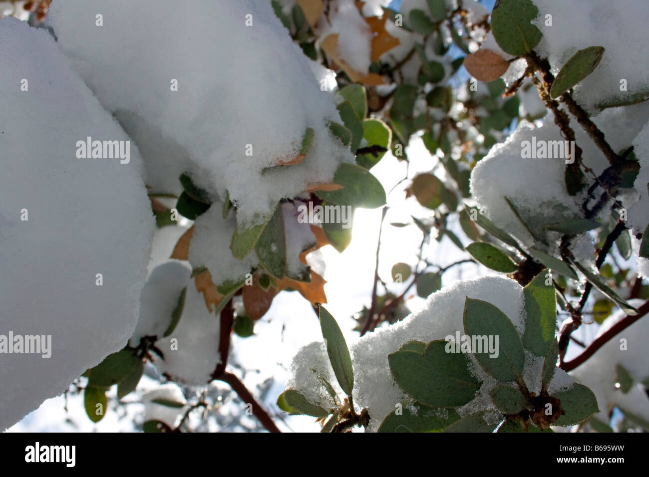 Idyllwild, california, snow hi-res stock photography and images - Alamy