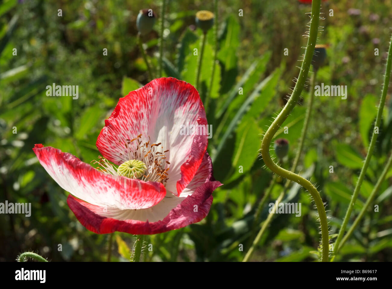 Poppy fields walk hi-res stock photography and images - Alamy