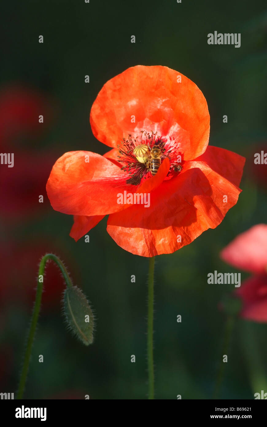 Poppy fields walk hi-res stock photography and images - Alamy