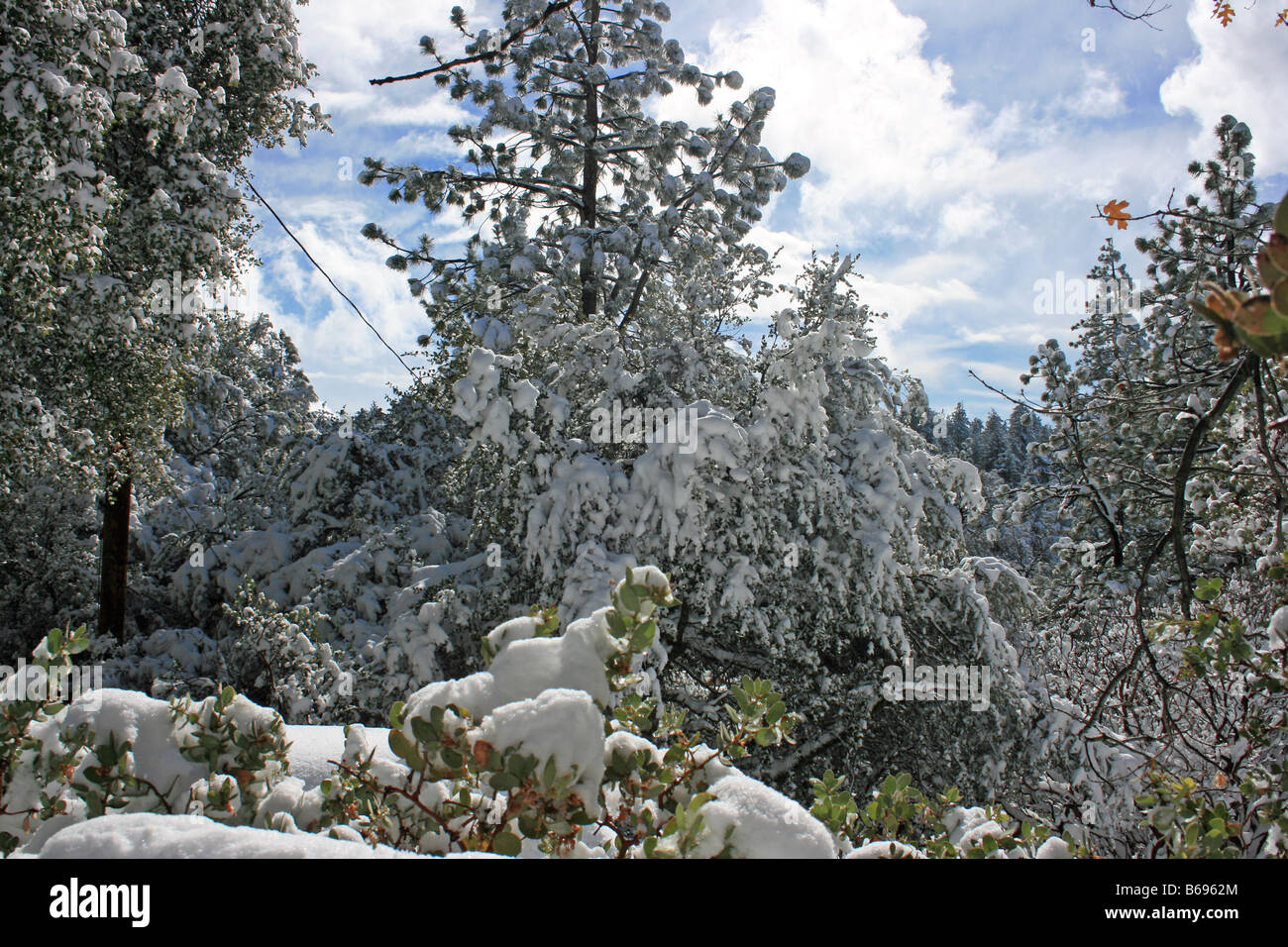 Idyllwild, California, Snow High Resolution Stock Photography and ...