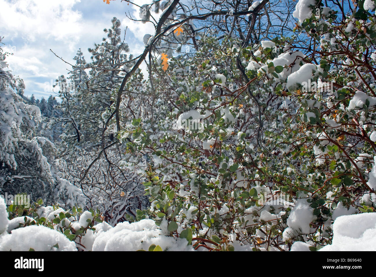 Idyllwild, california, snow hi-res stock photography and images - Alamy