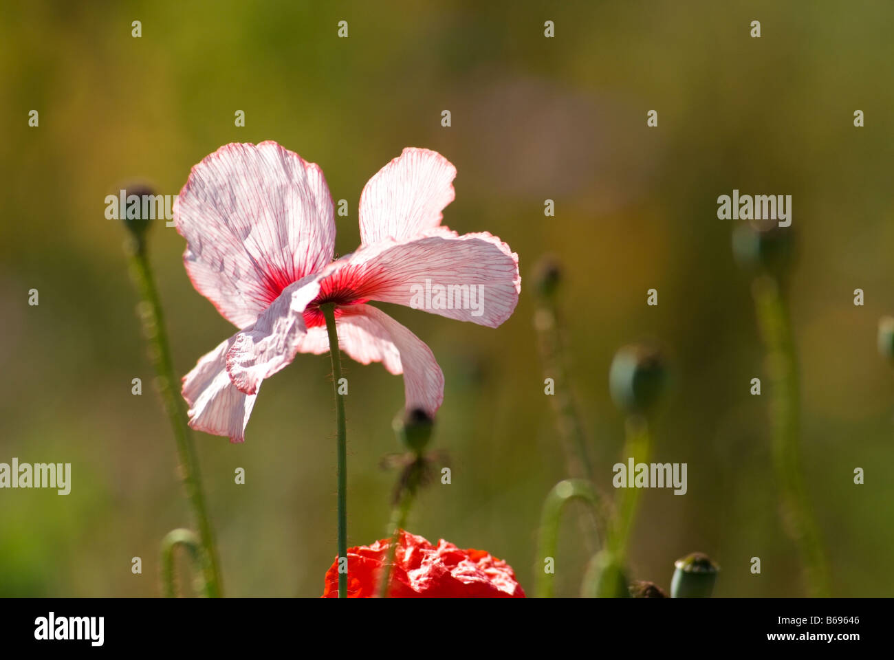 Poppy fields walk hi-res stock photography and images - Alamy