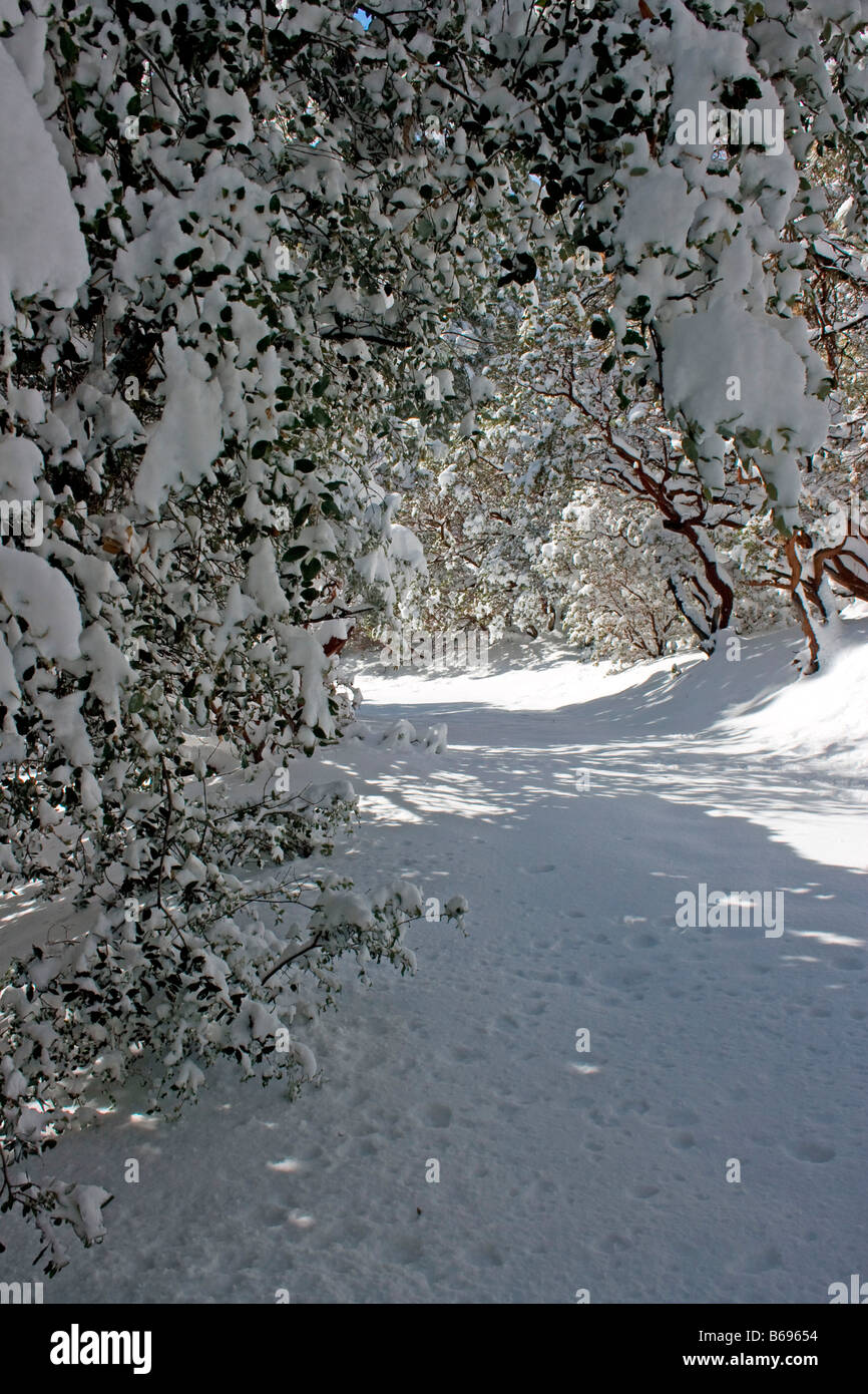 Idyllwild, California, Snow High Resolution Stock Photography and ...