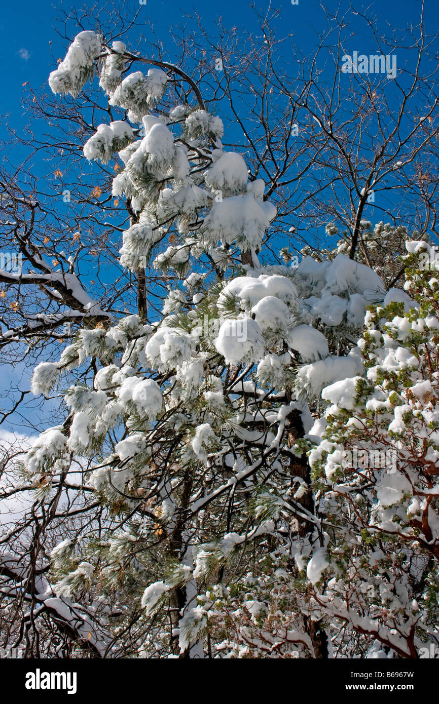 Idyllwild, California, Snow High Resolution Stock Photography and ...