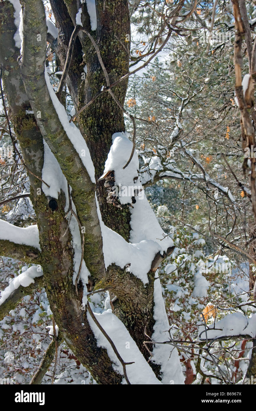 Idyllwild, California, Snow High Resolution Stock Photography and ...