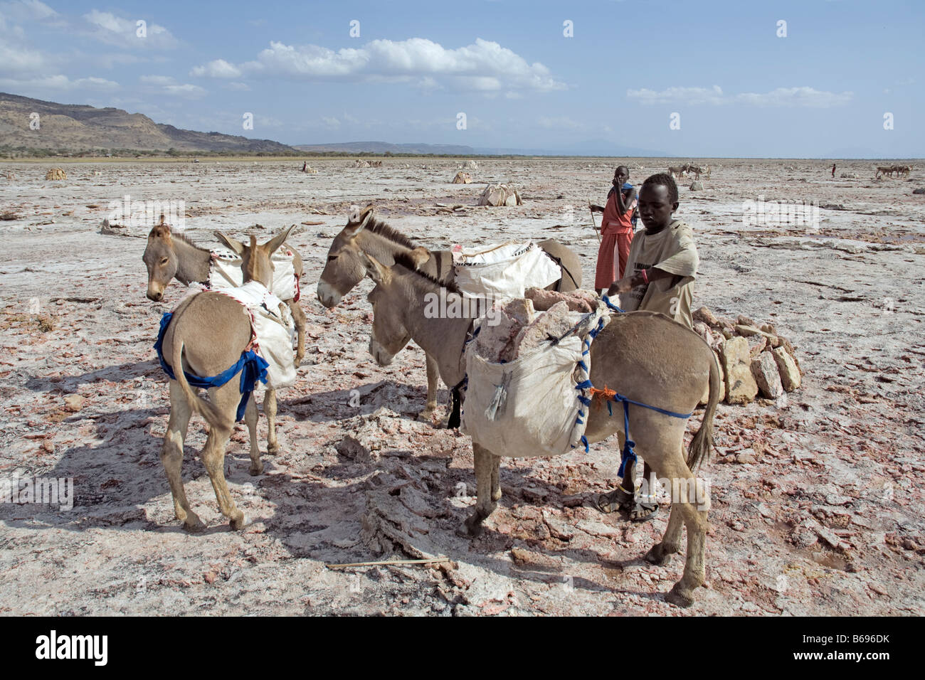 Soda extraction at Lake Natron in Tanzania Maasai use donkeys to ...