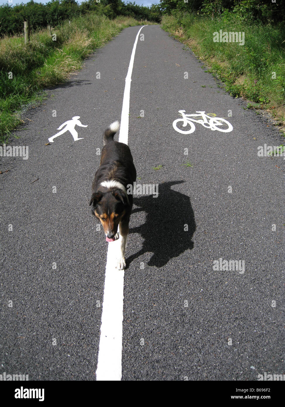 On the road again. A dog walks determinedly on the white line in the ...