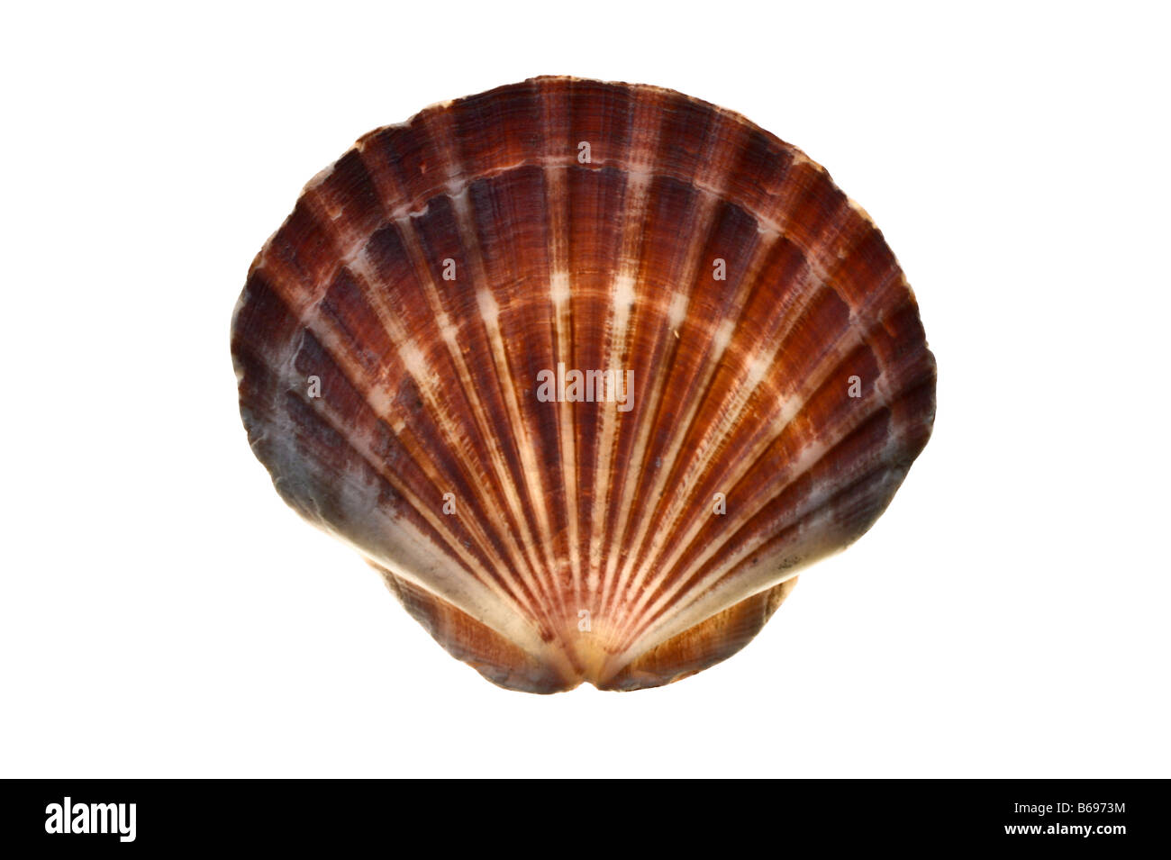 Pink shell on white background Stock Photo - Alamy