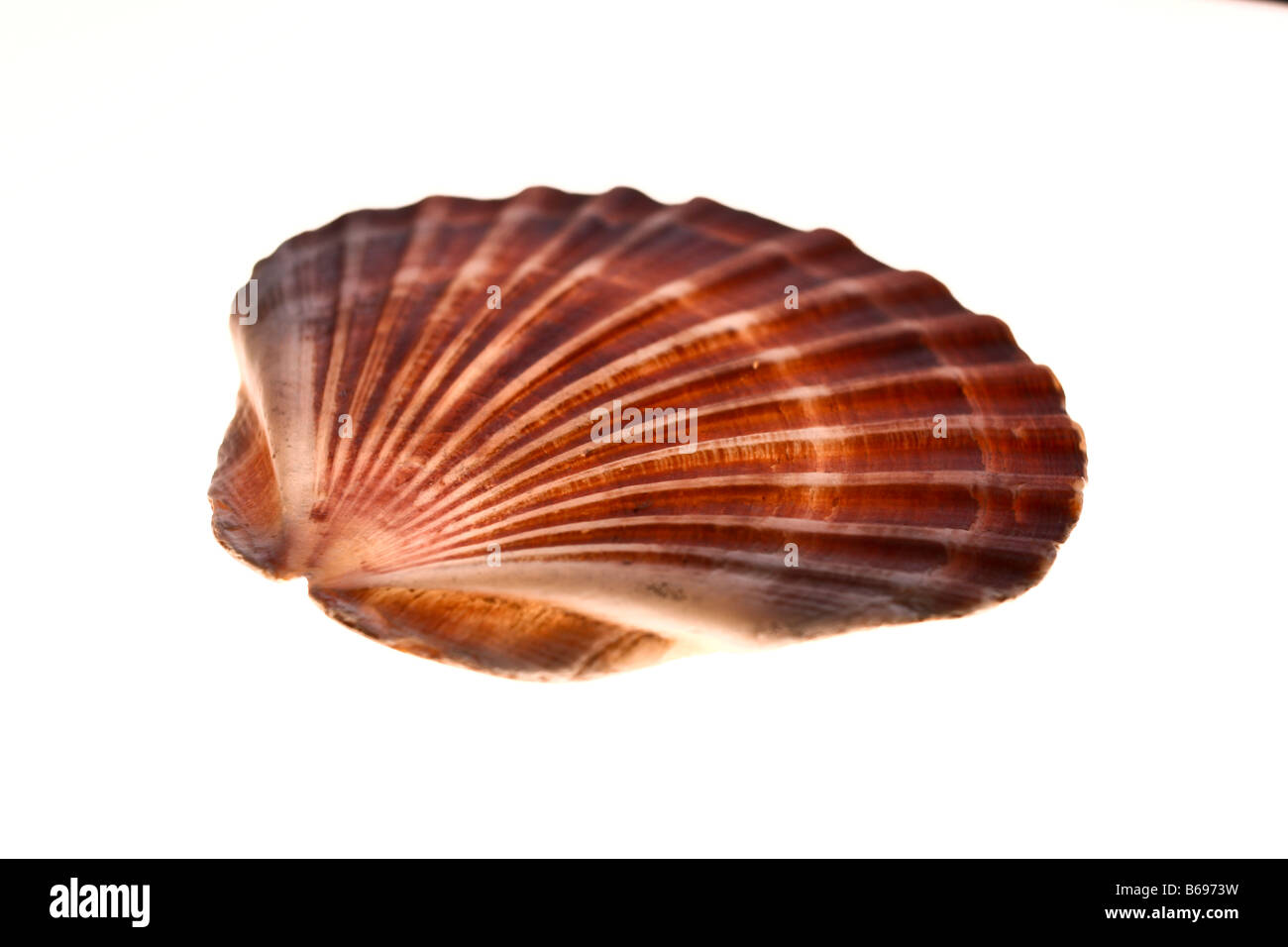 Pink shell on white background Stock Photo - Alamy