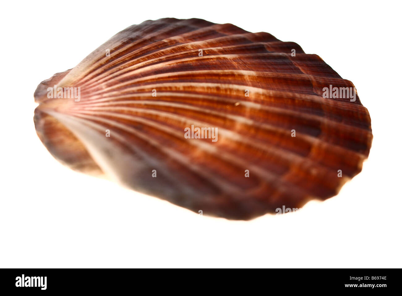Pink shell on white background Stock Photo - Alamy