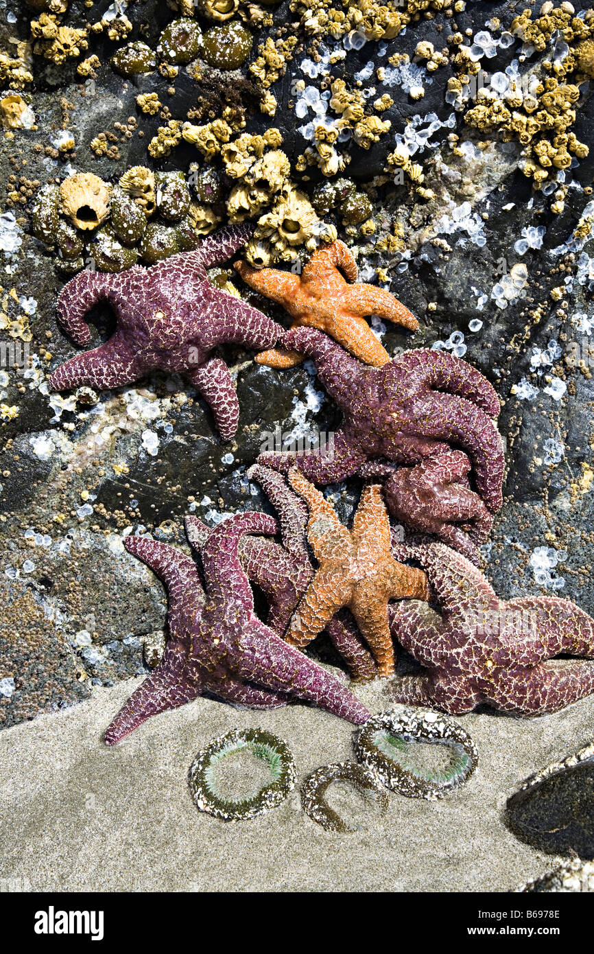 Star barnacles hi-res stock photography and images - Alamy