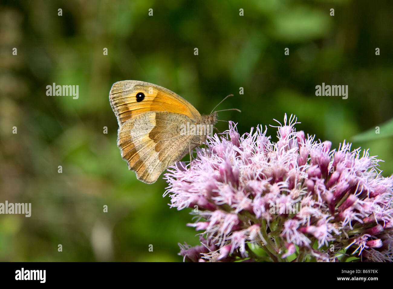 Butterfly put on a plant Stock Photo - Alamy
