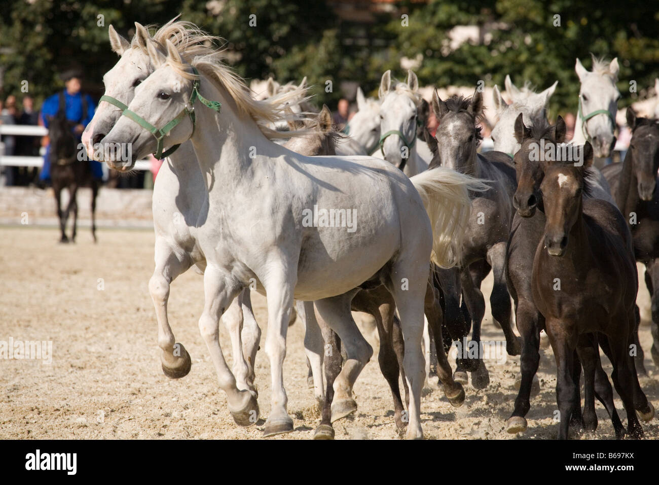 Lipizzaner Horses Slovenia High Resolution Stock Photography and Images - Alamy