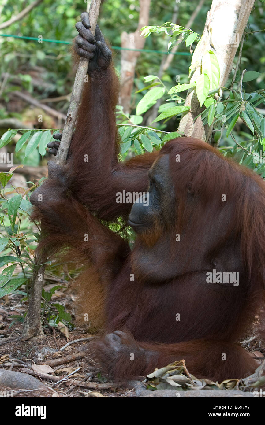 Female orangutan Pongo pygmaeus with hand and foot holding onto a ...