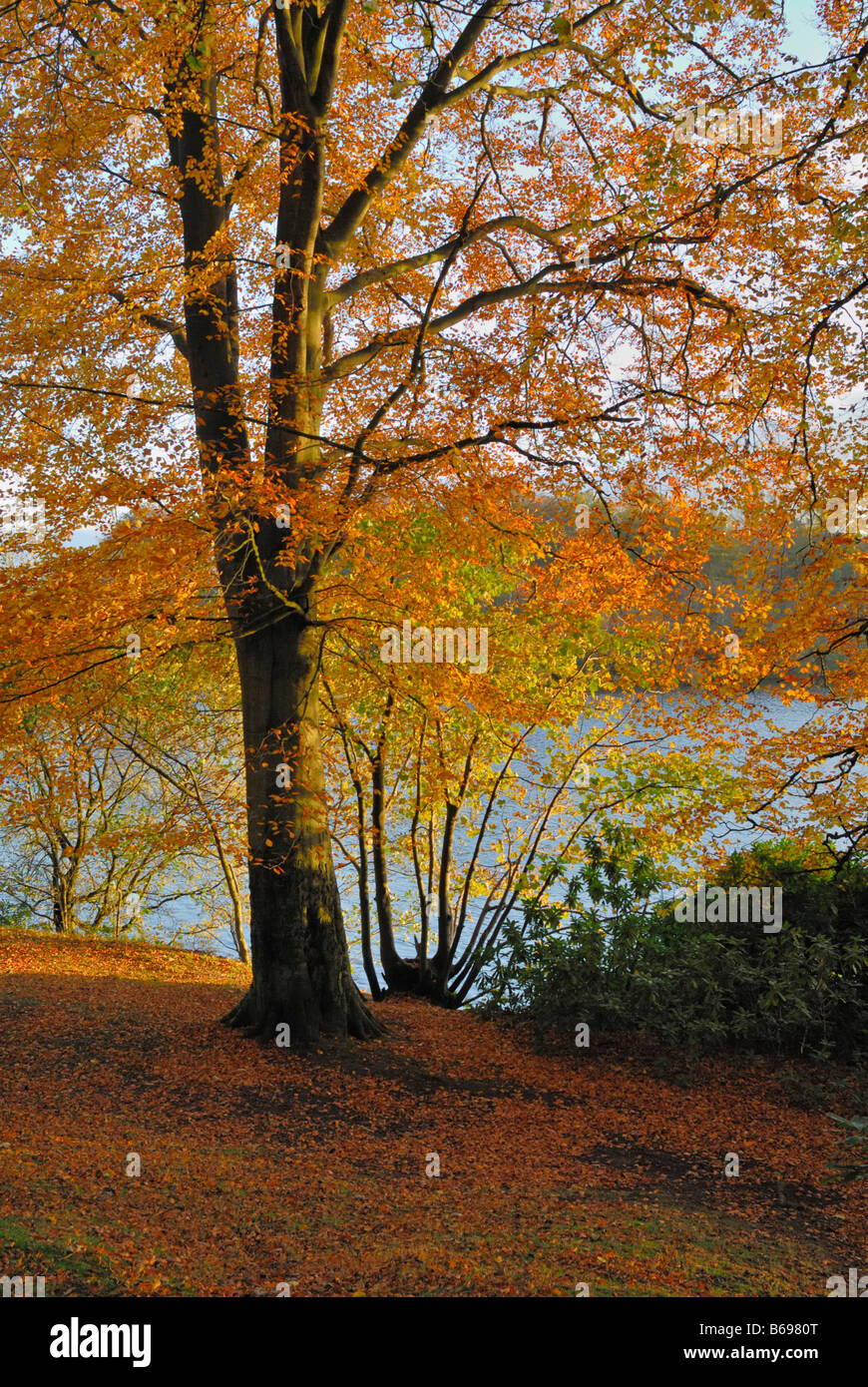 A Beech Tree (Fagus sylvatica) in Autumn Stock Photo - Alamy