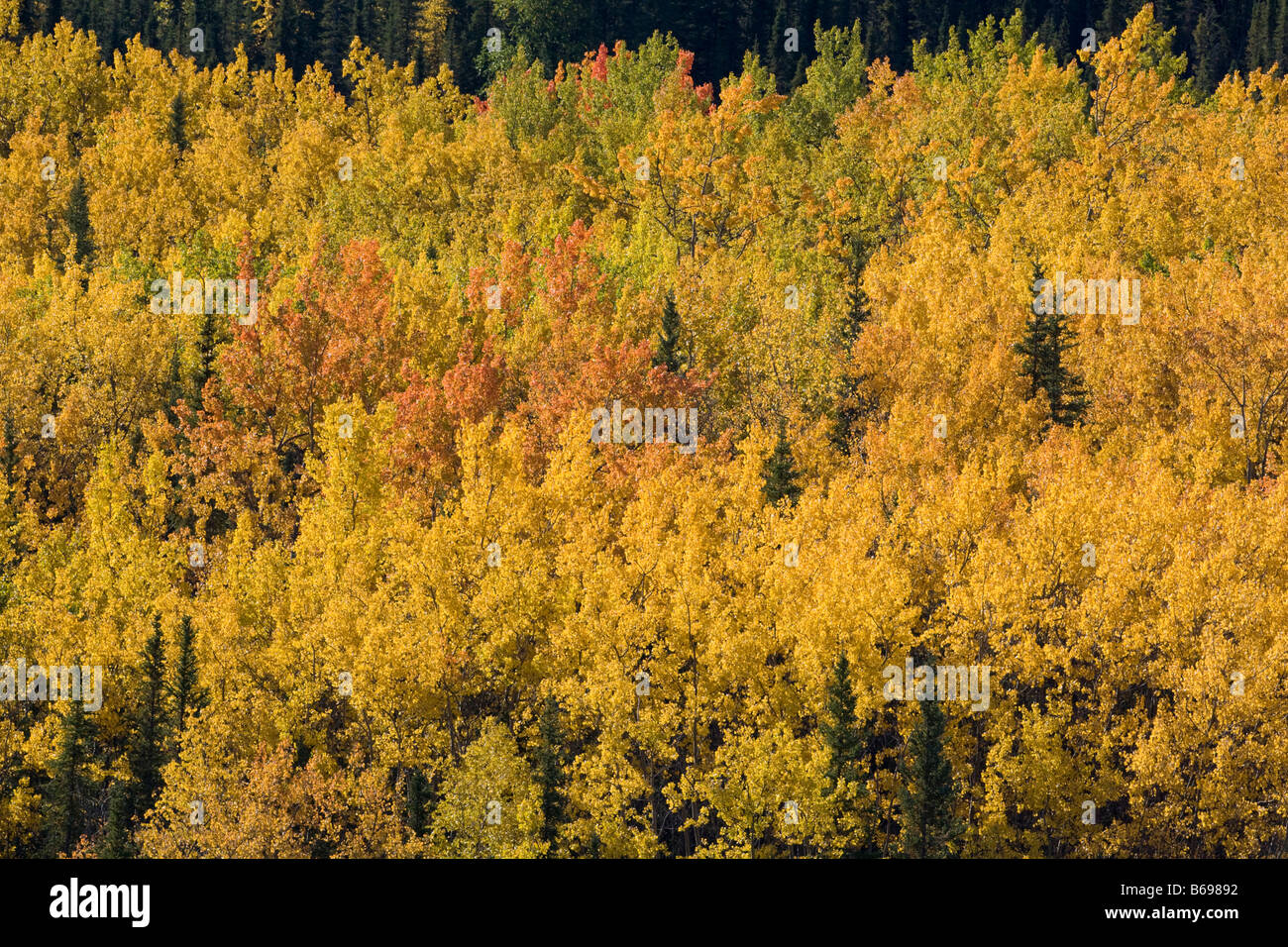 USA Alaska Denali National Park Fall Foliage along Savage River Stock ...