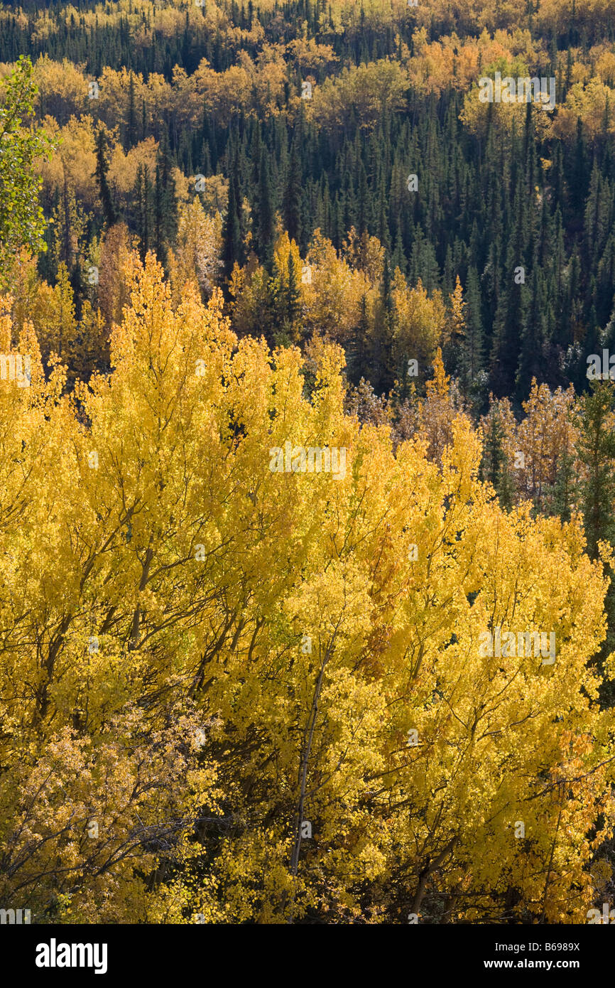 USA Alaska Denali National Park Fall Foliage along Savage River Stock ...