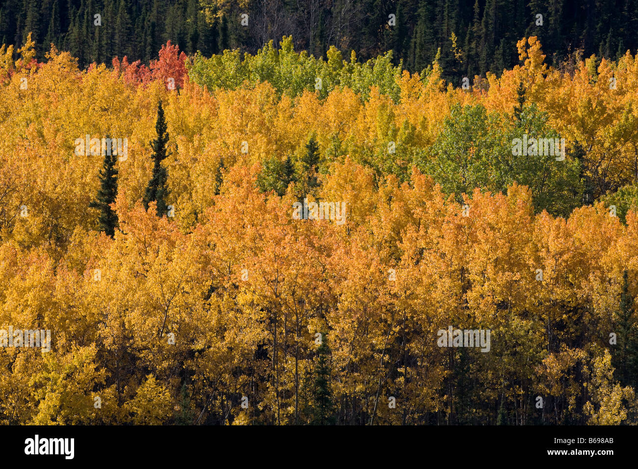 USA Alaska Denali National Park Fall Foliage along Savage River Stock ...