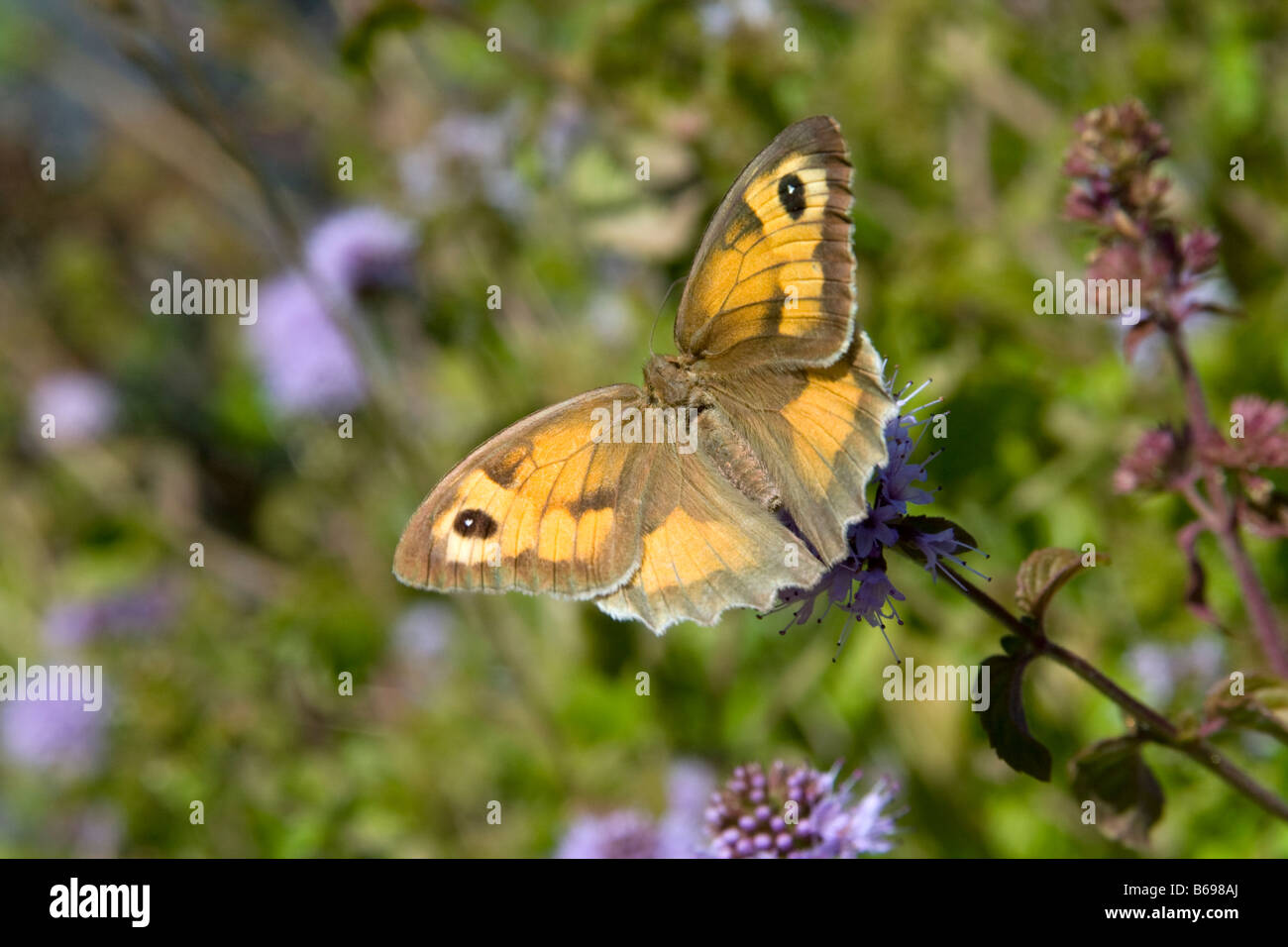 Butterfly put on a plant Stock Photo - Alamy