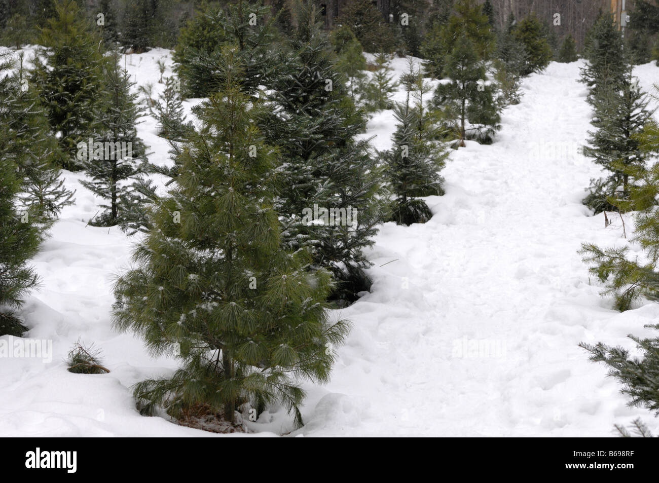 Christmas tree farm Stock Photo - Alamy
