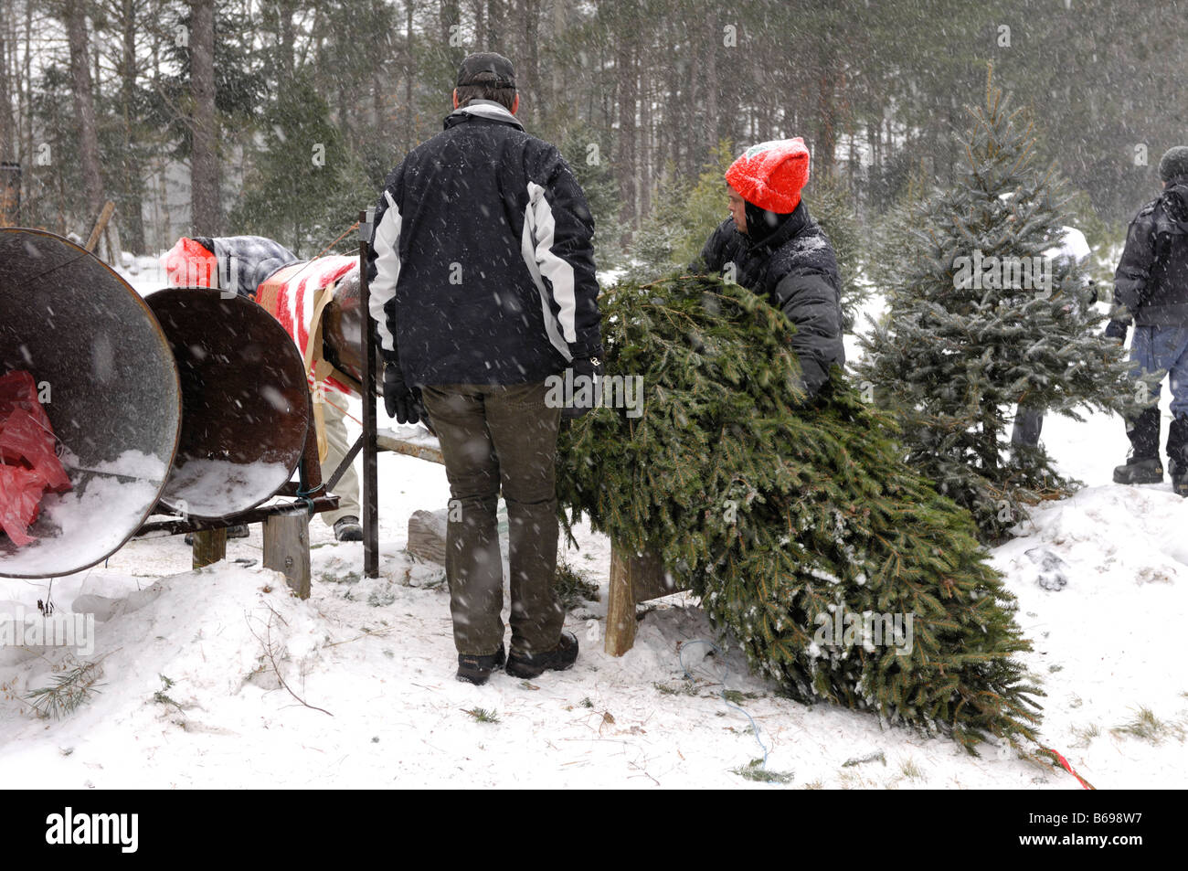 Christmas tree farm Stock Photo - Alamy