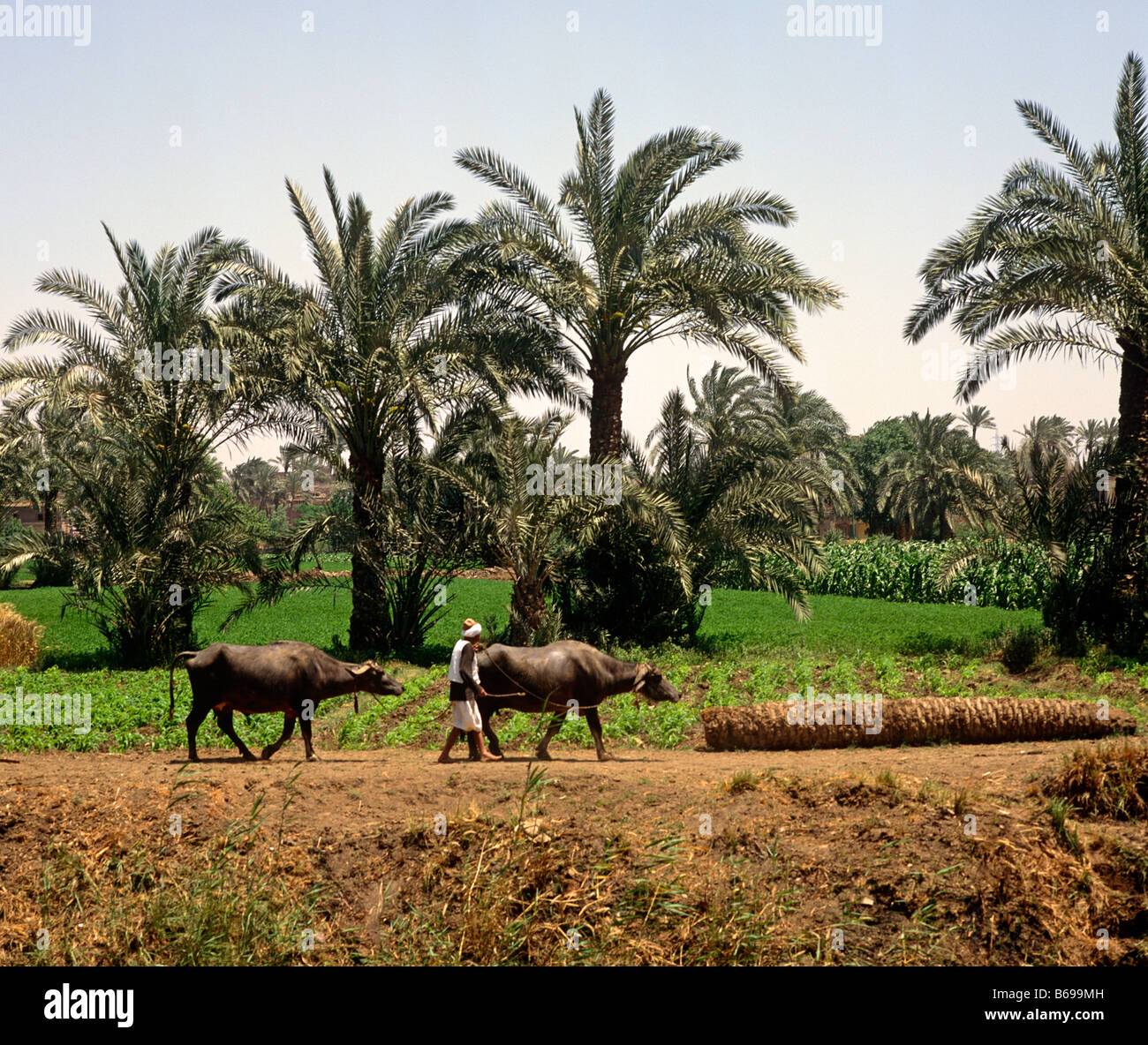 Nile Delta Farming