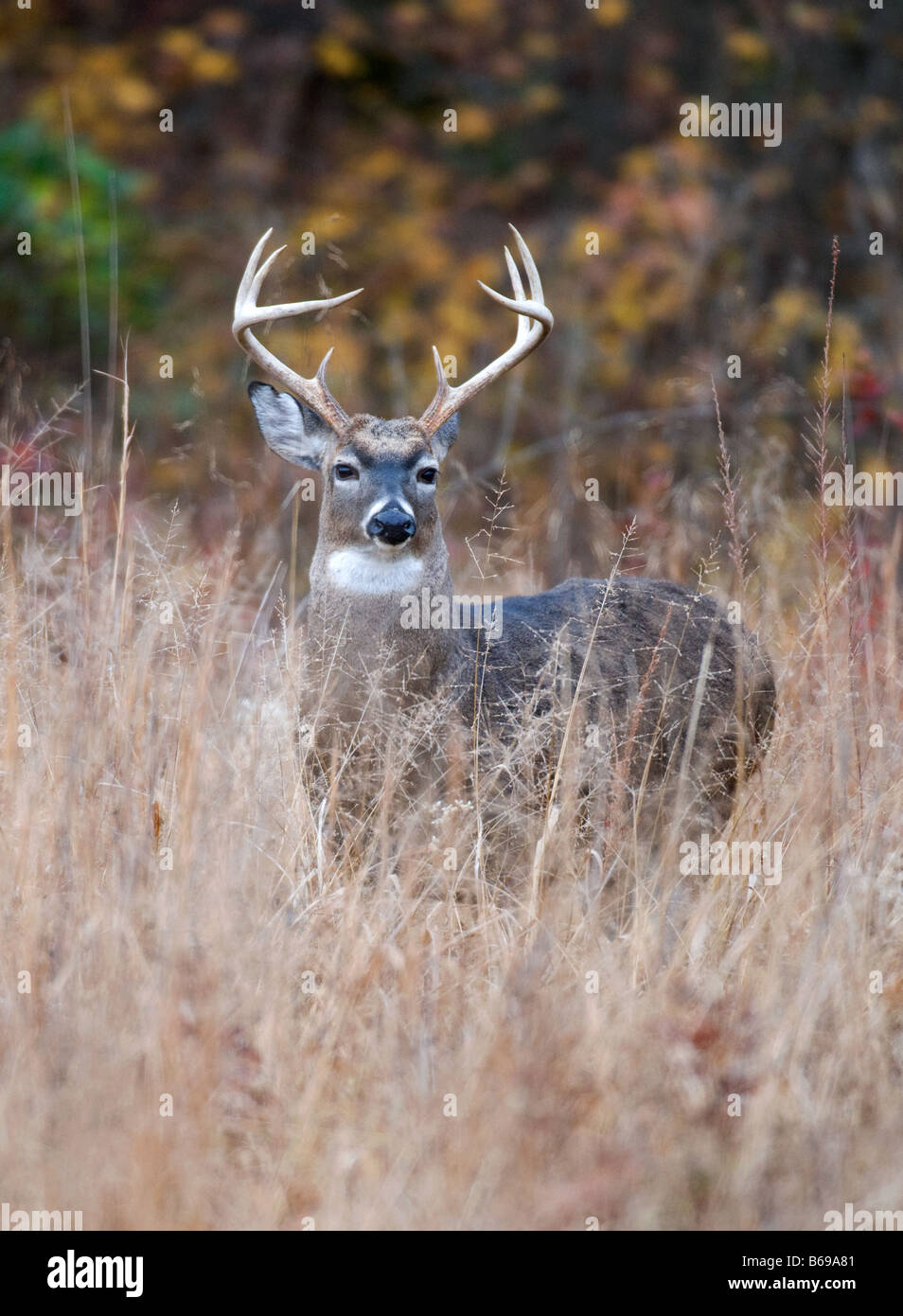 Environmental Image of whitetail deeer Stock Photo - Alamy