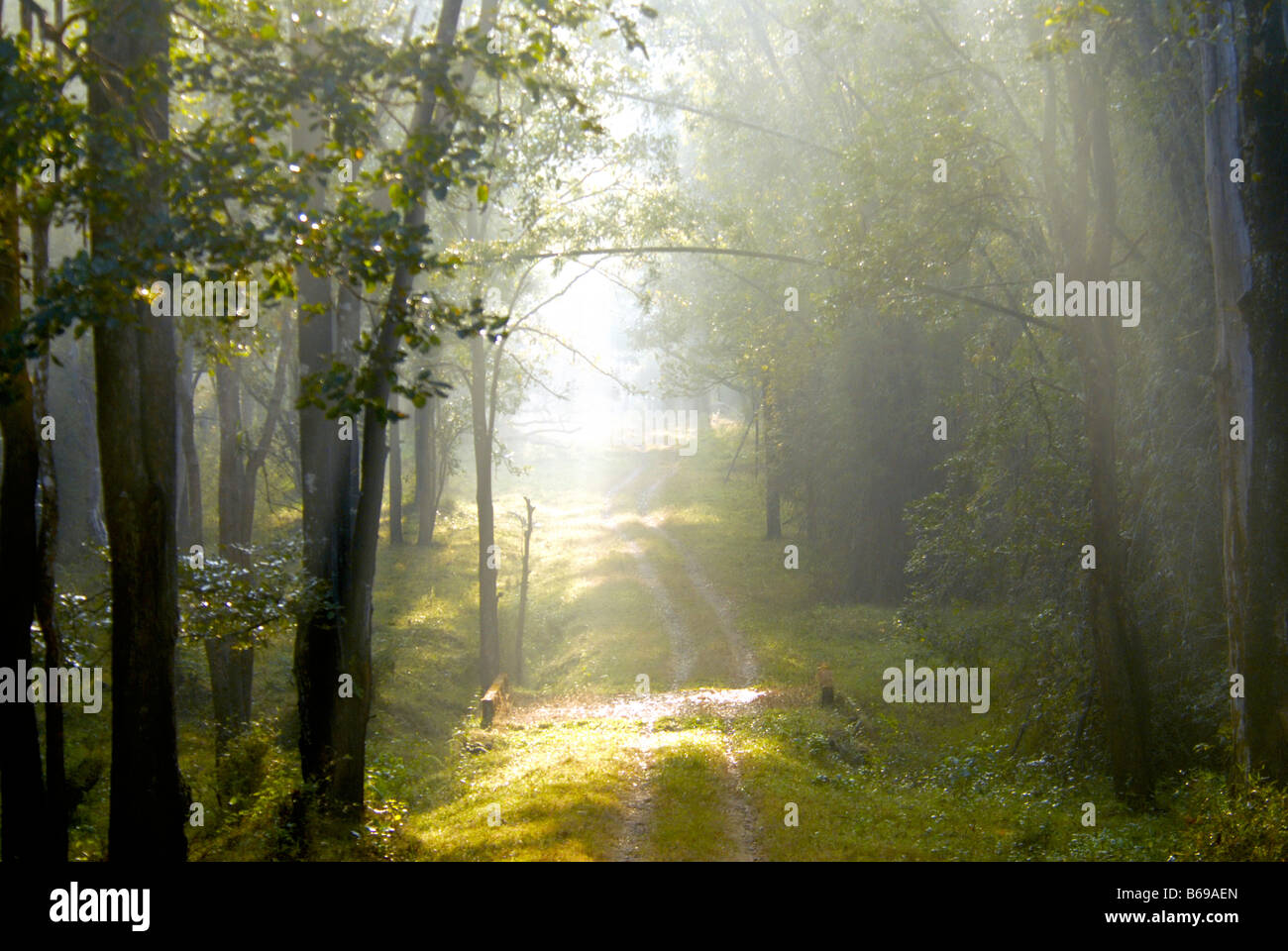 THOLPETTY WILDLIFE SANCTUARY IN WAYANAD KERALA Stock Photo - Alamy